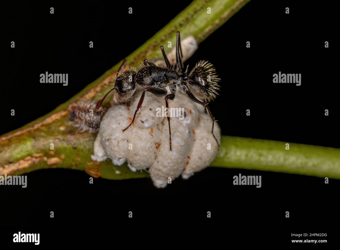 Symbolic interaction between Carpenter Ants of the Genus Camponotus and ...