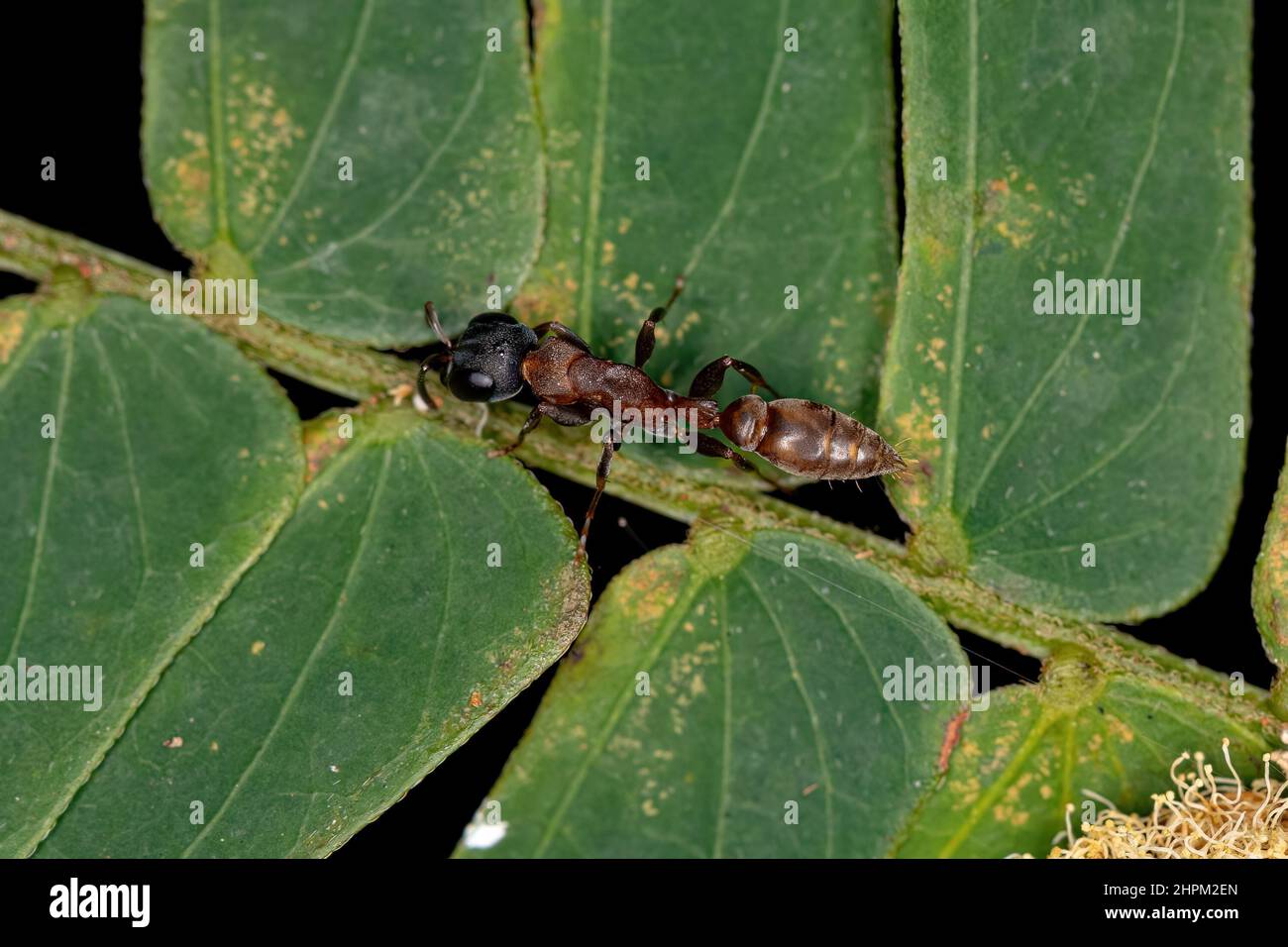 Adult Female Twig Ant of the Genus Pseudomyrmex Stock Photo - Alamy