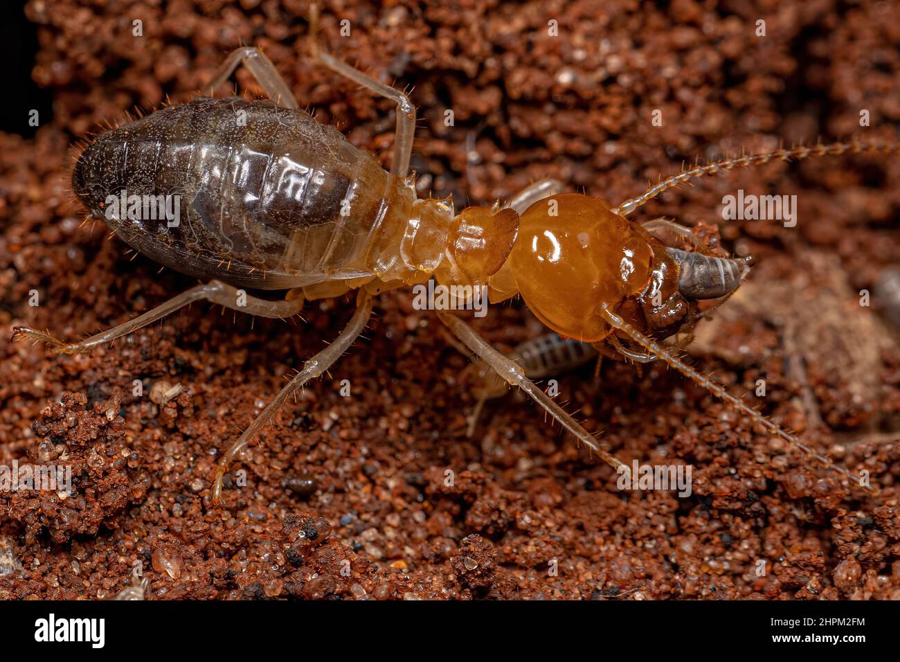 Adult Jawsnouted Termite of the genus Syntermes preying on smaller ...