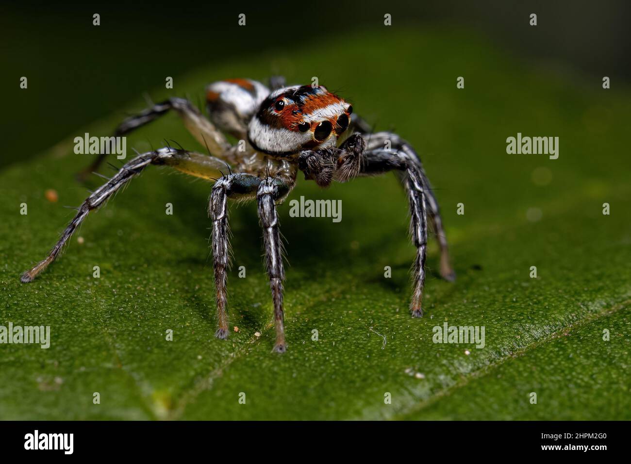 Adult Male Jumping Spider of the Genus Chira Stock Photo - Alamy