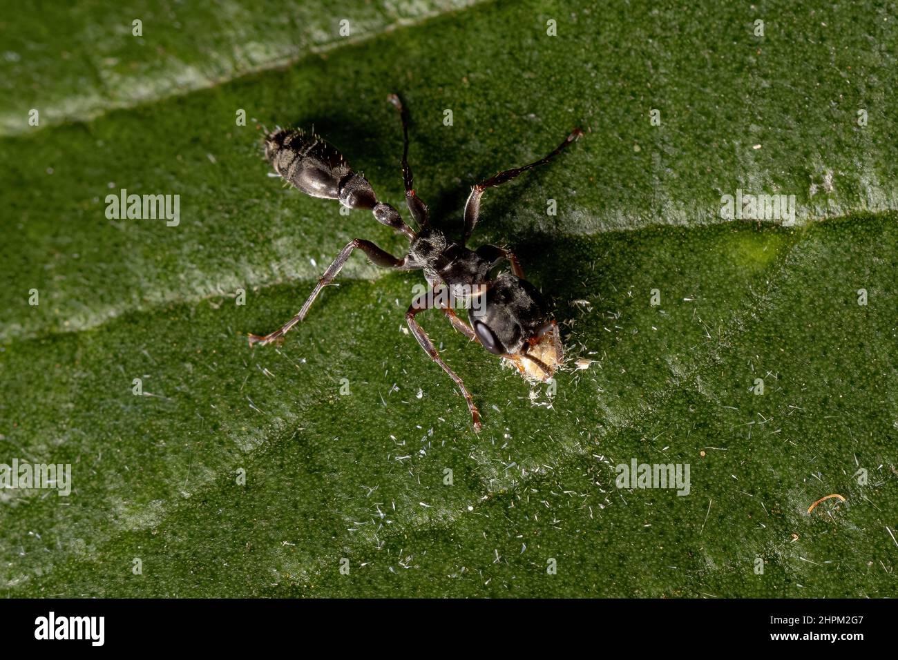 Adult Female Twig Ant of the Genus Pseudomyrmex Stock Photo - Alamy