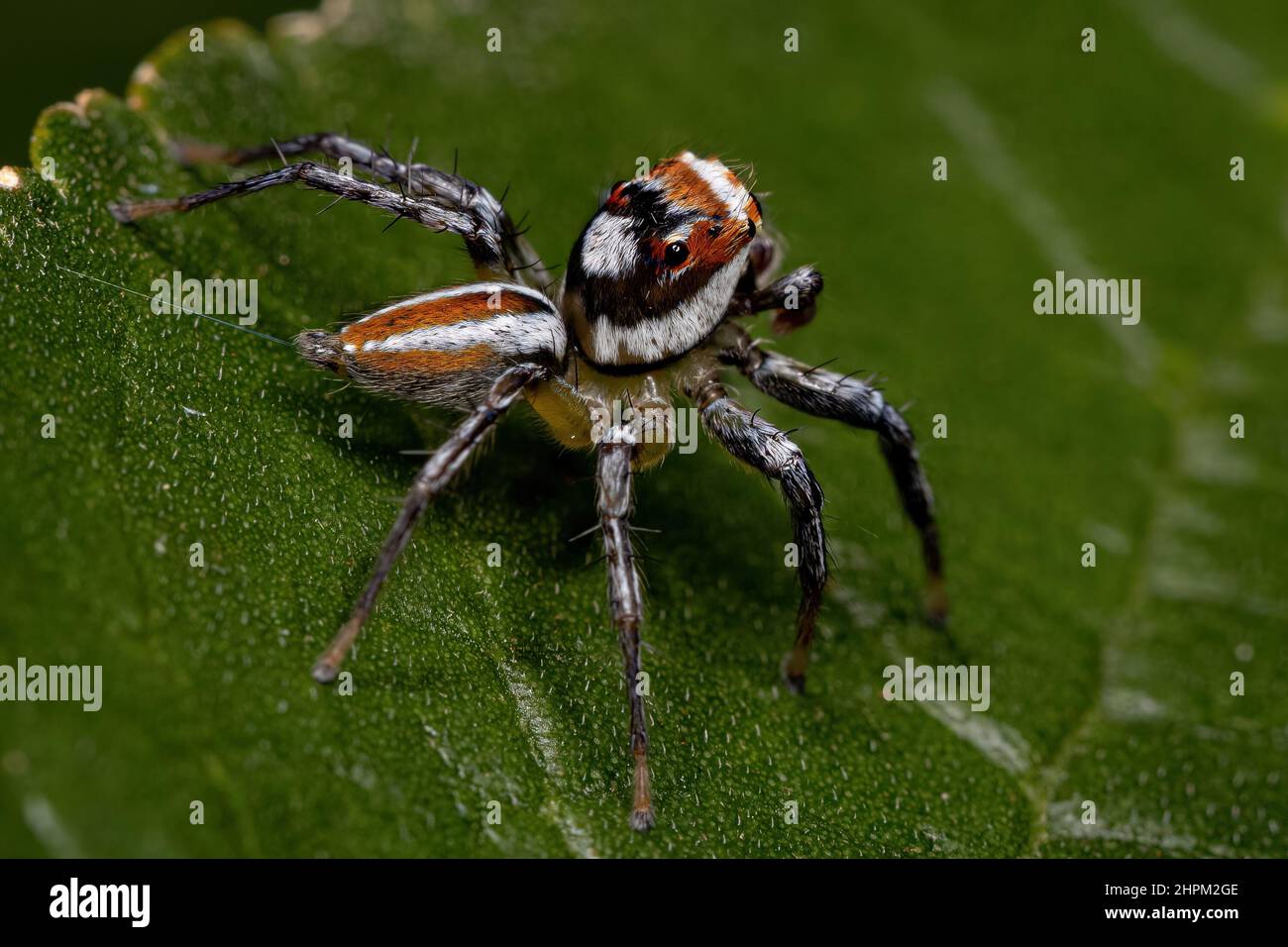Adult Male Jumping Spider of the Genus Chira Stock Photo - Alamy