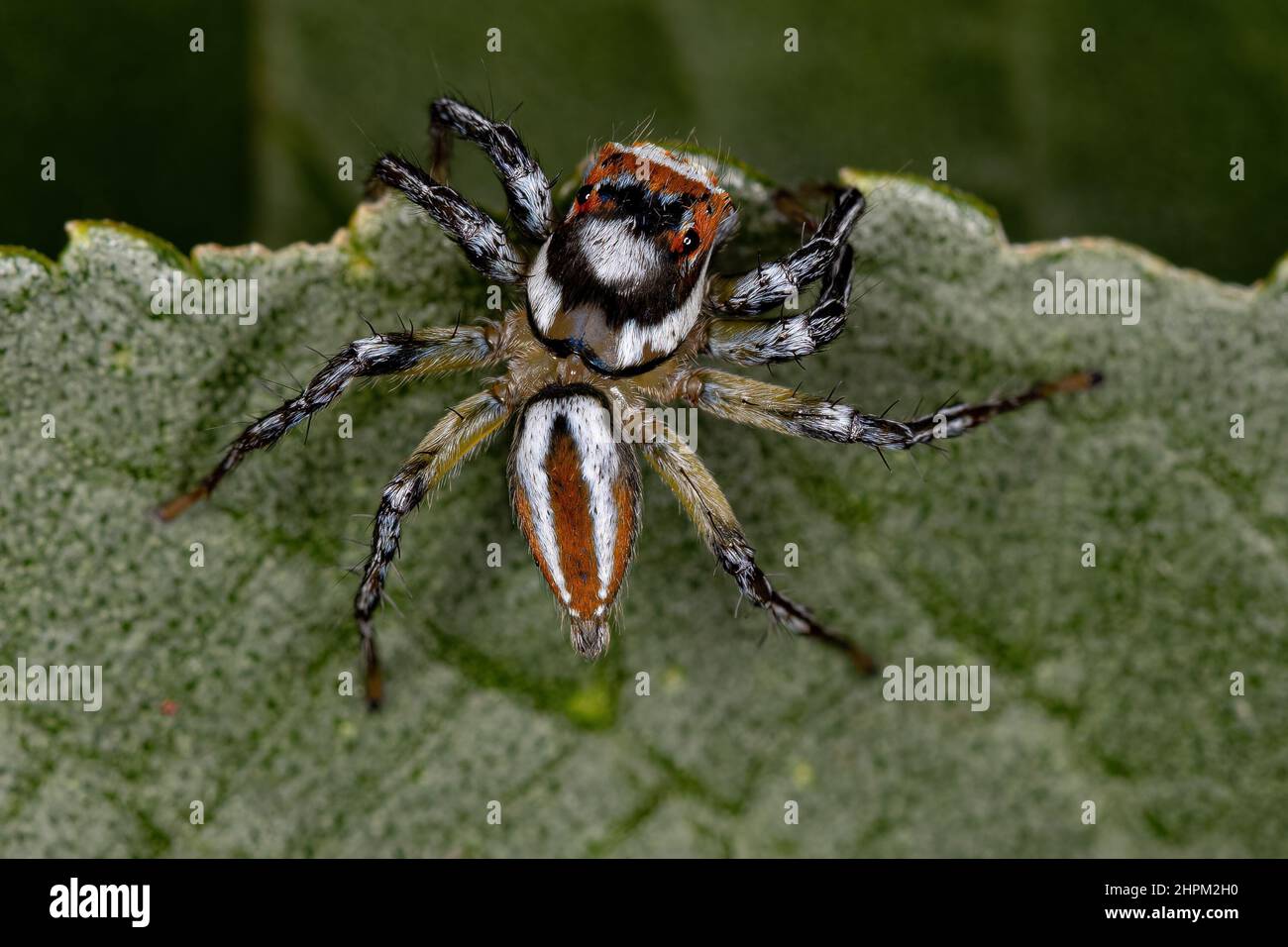 Adult Male Jumping Spider of the Genus Chira Stock Photo - Alamy