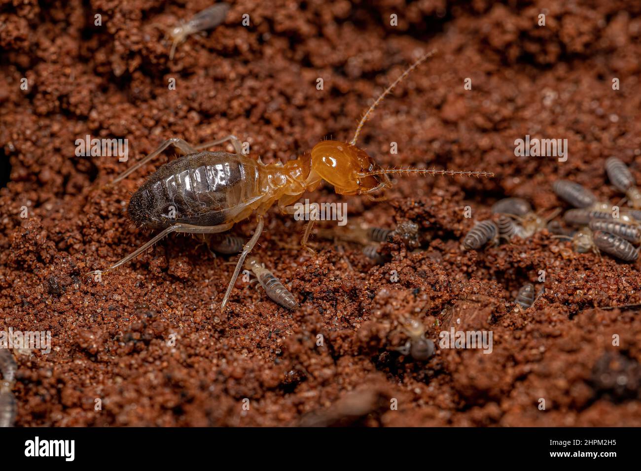 Adult Jawsnouted Termite of the genus Syntermes preying on smaller ...