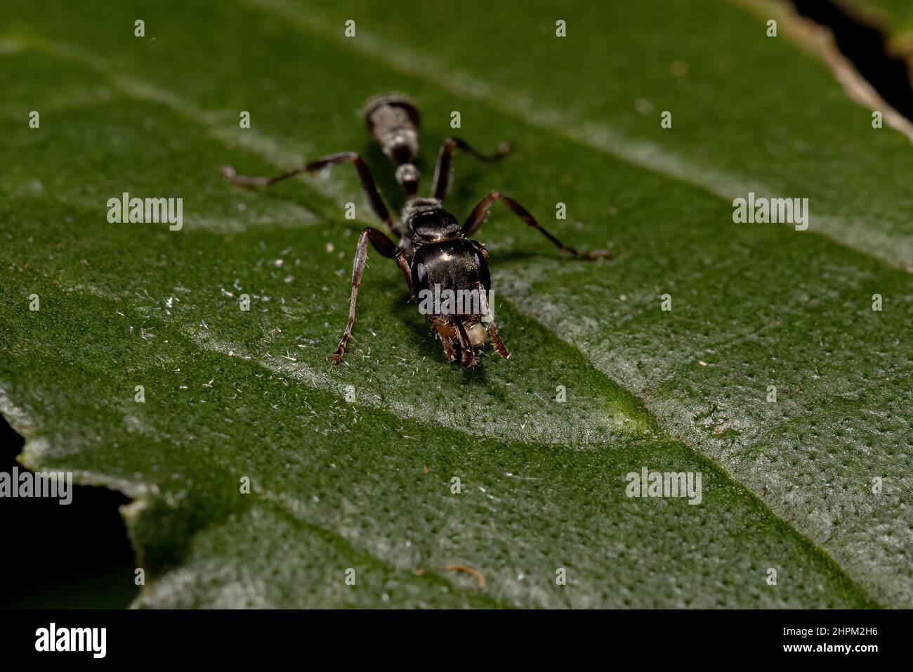 Adult Female Twig Ant of the Genus Pseudomyrmex Stock Photo - Alamy