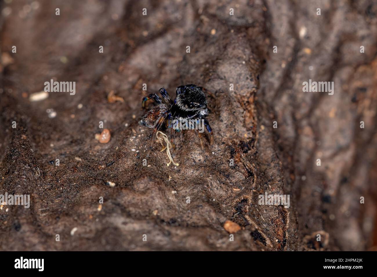 Adult Male Jumping Spider of the Tribe Euophryini Stock Photo - Alamy