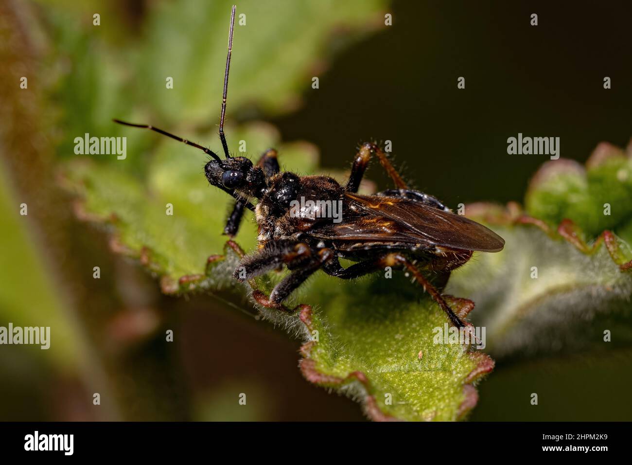 Adult Bee Assassin Bug of the Genus Apiomerus Stock Photo - Alamy