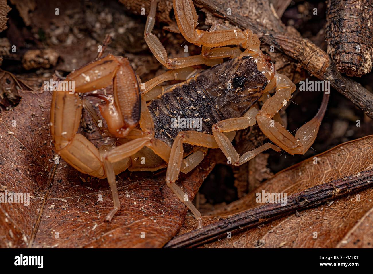 Adult Female Brazilian Yellow Scorpion of the species Tityus serrulatus ...