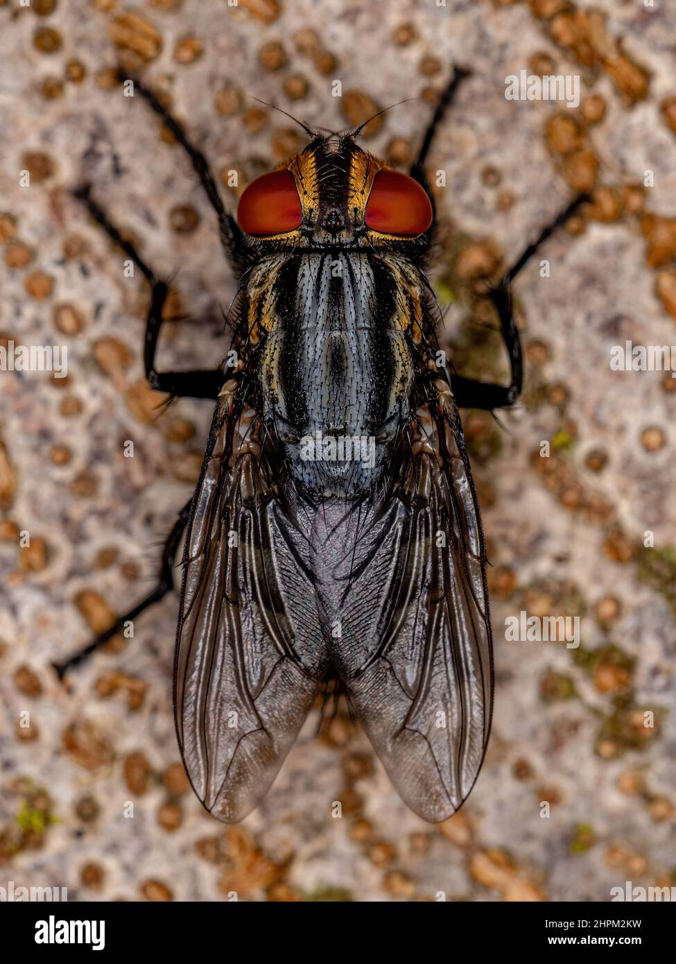 Adult Flesh Fly of the Family Sarcophagidae Stock Photo - Alamy