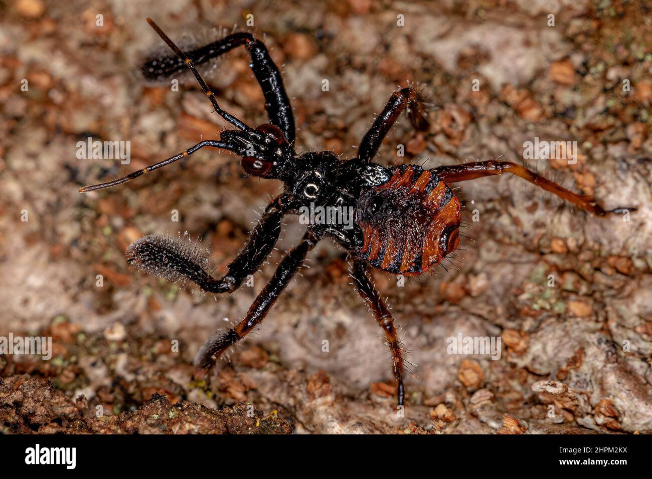 Bee Assassin Bug Nymph of the Genus Apiomerus Stock Photo - Alamy