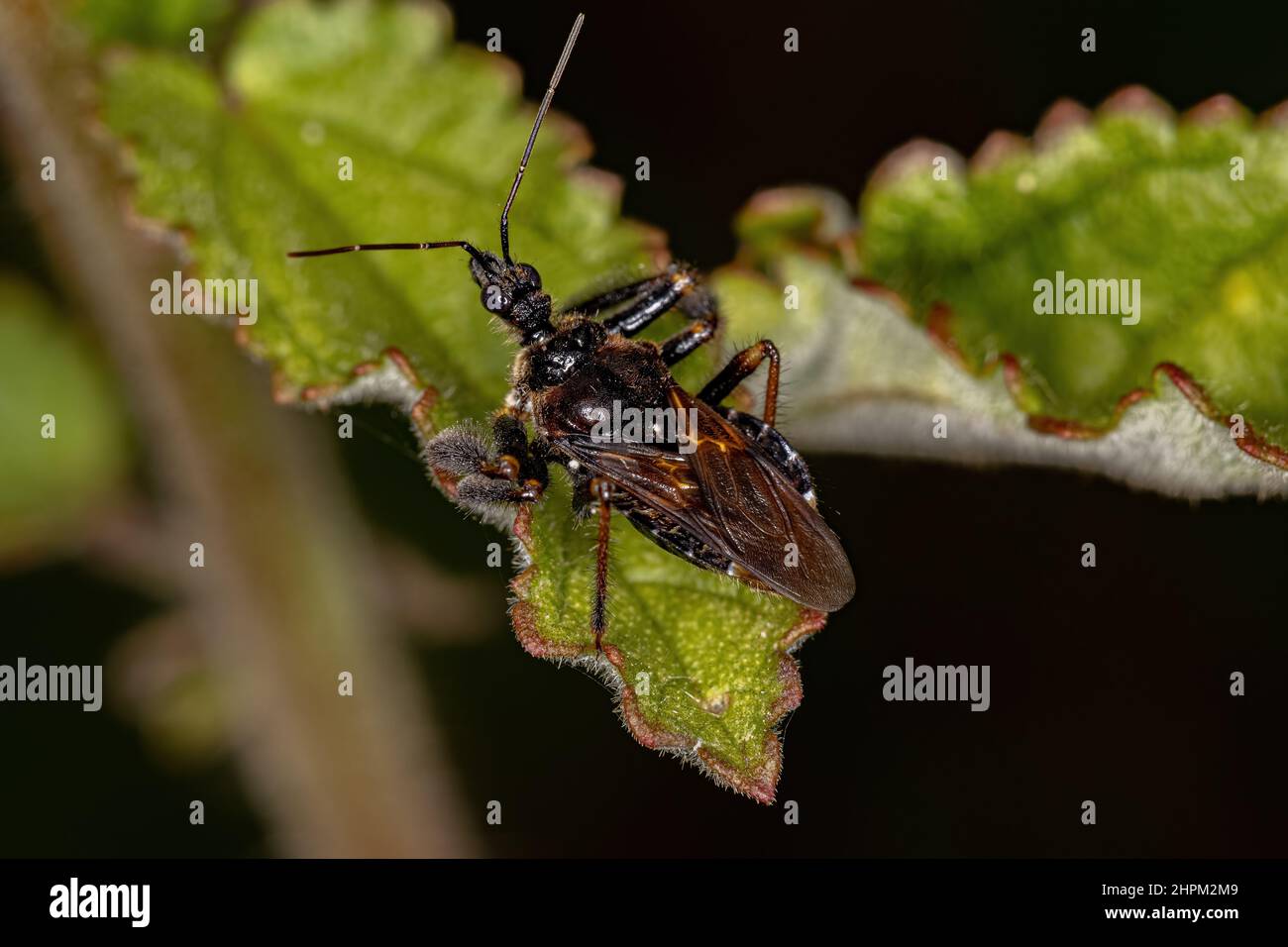 Adult Bee Assassin Bug of the Genus Apiomerus Stock Photo - Alamy