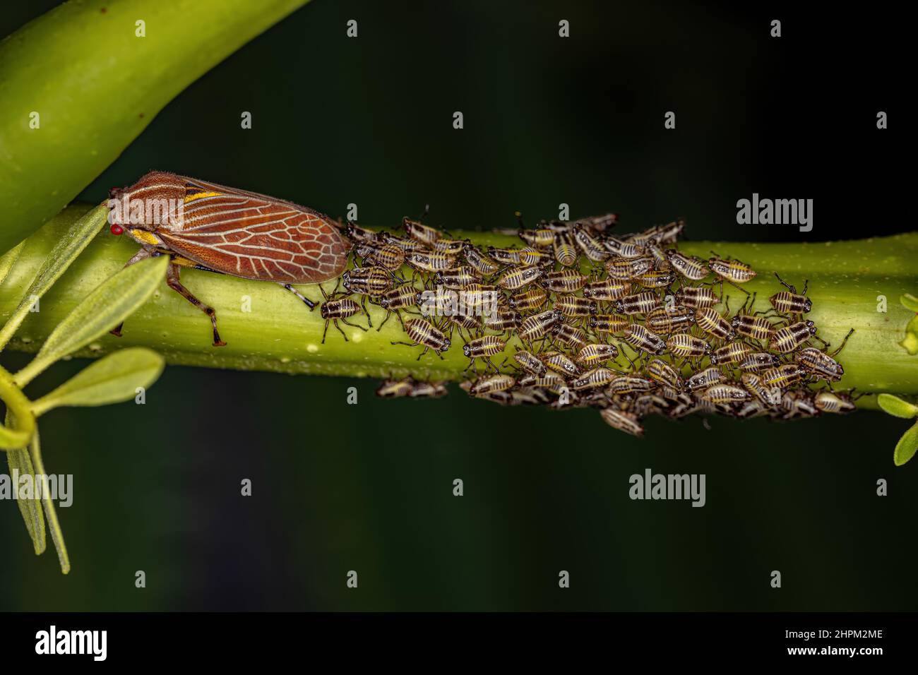 Adult Aetalionid Treehopper of the species Aetalion reticulatum with ...