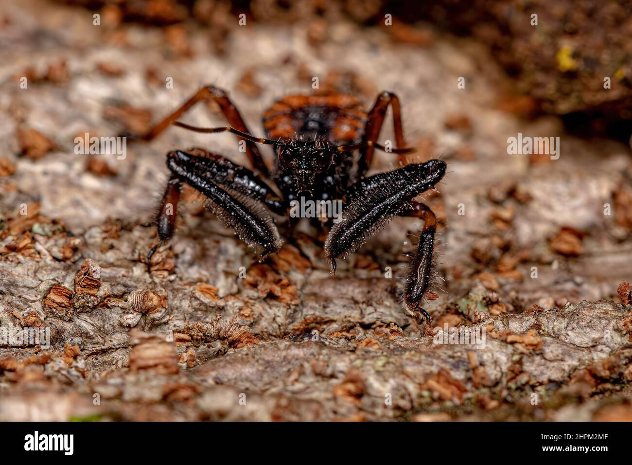 Bee Assassin Bug Nymph of the Genus Apiomerus Stock Photo - Alamy