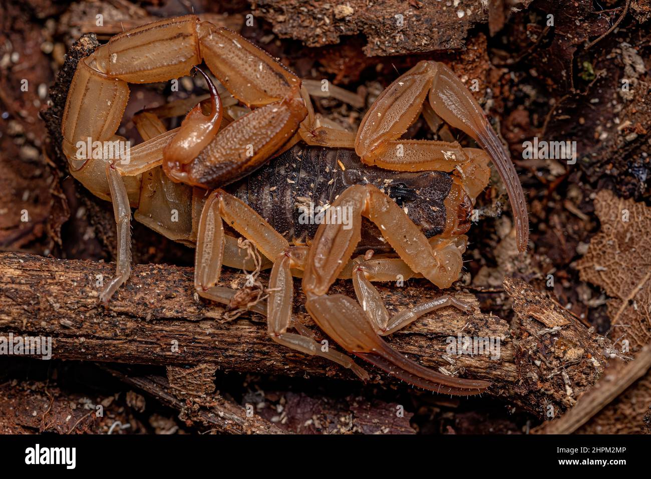 Brazilian yellow scorpio hi-res stock photography and images - Alamy
