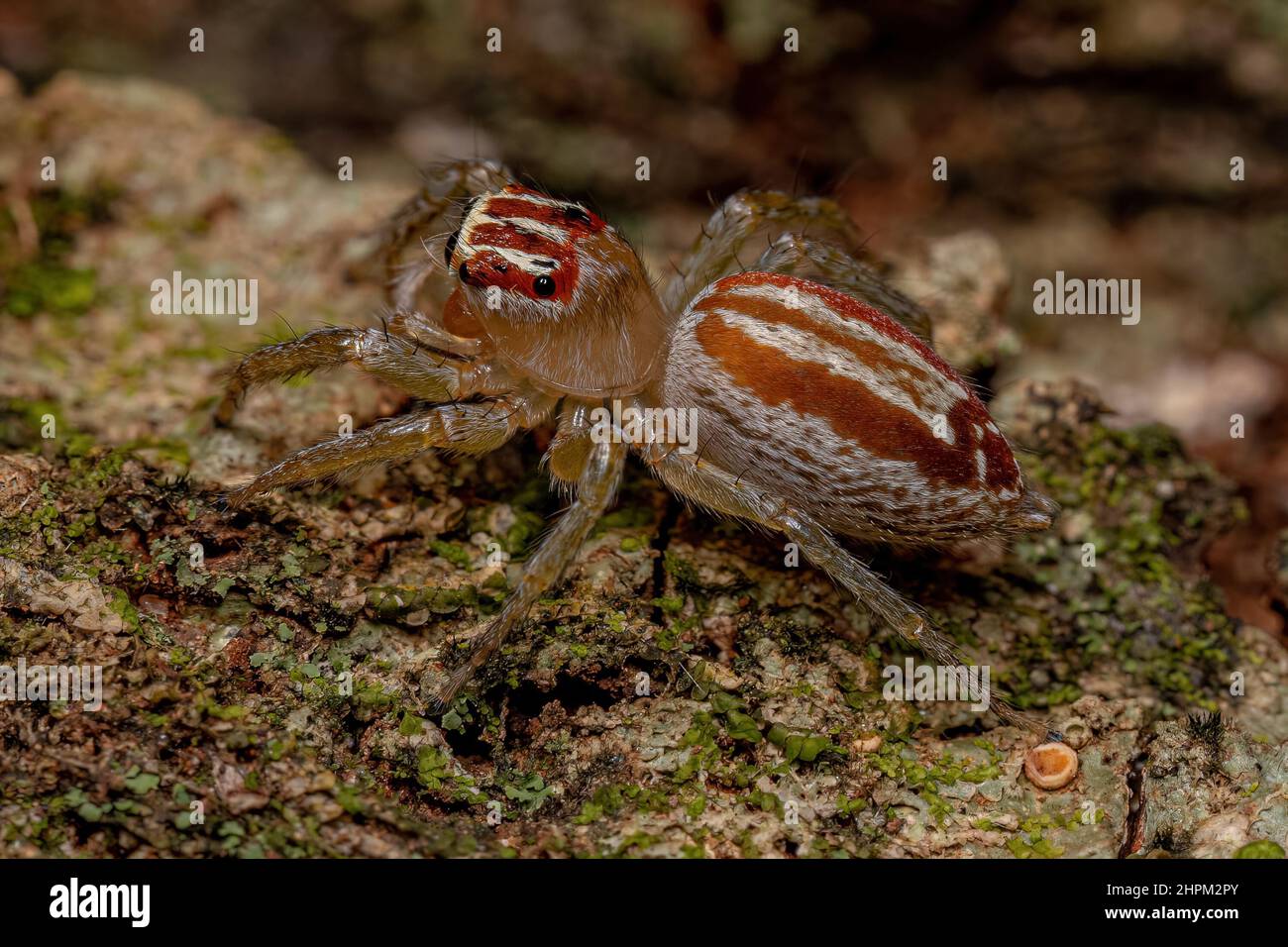 Adult Female Jumping Spider of the Genus Chira Stock Photo - Alamy