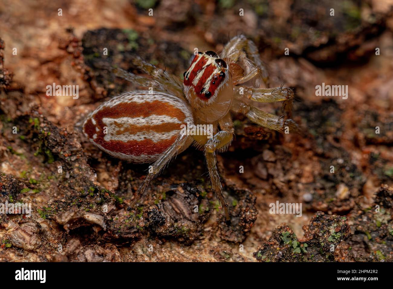 Adult Female Jumping Spider of the Genus Chira Stock Photo - Alamy