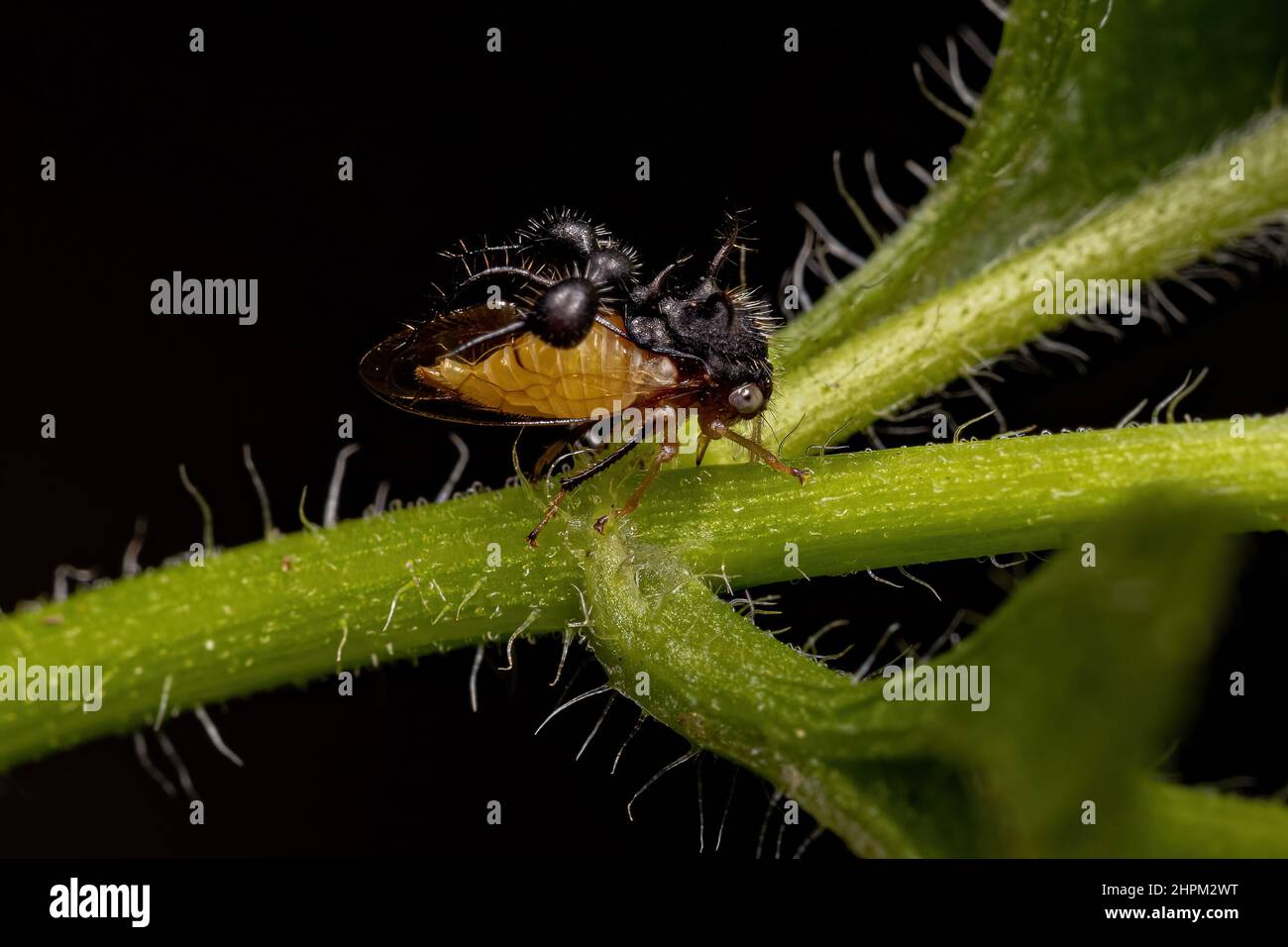 Adult Ant-mimicking Treehopper of the species Cyphonia clavata Stock ...