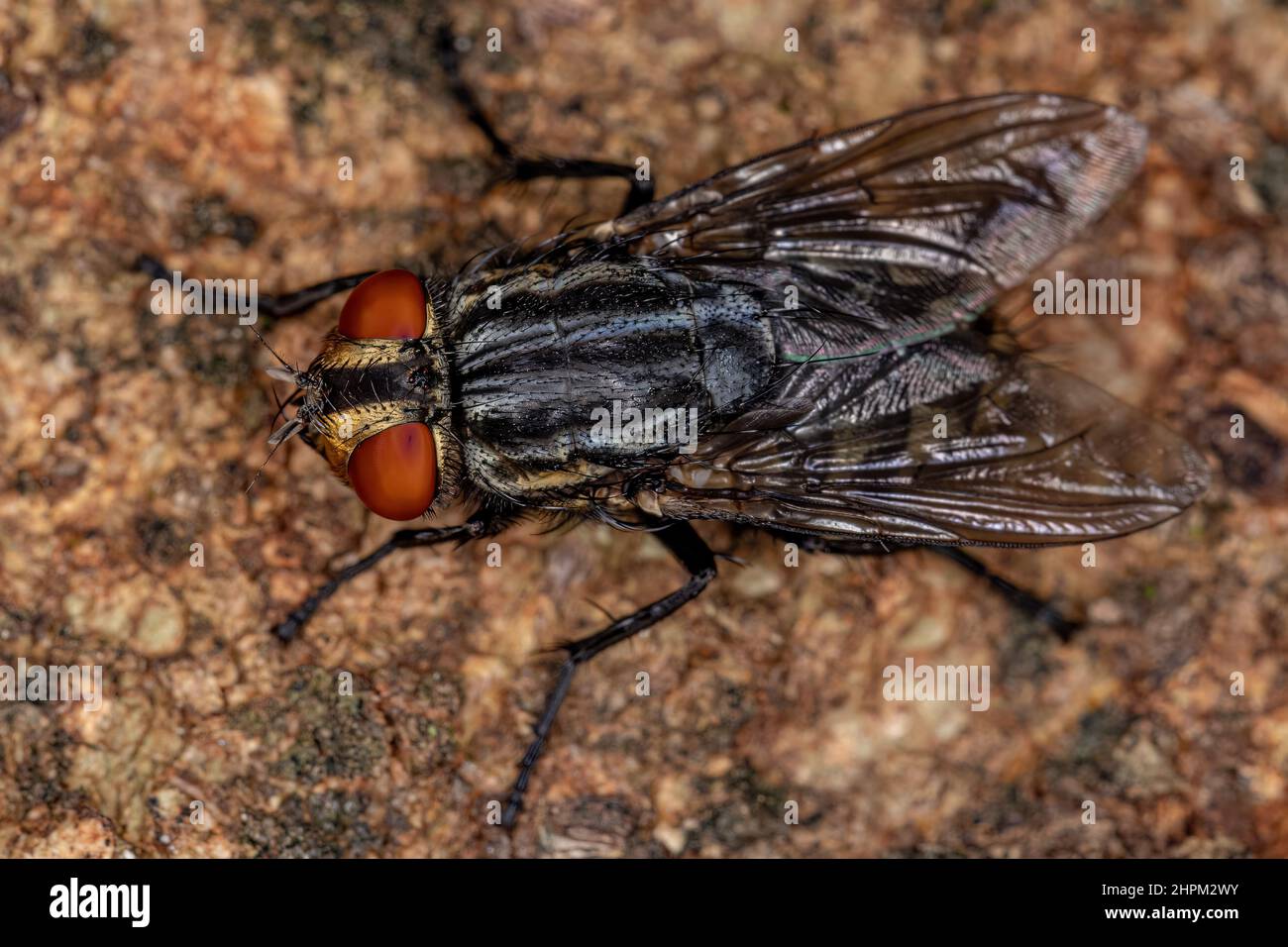 Adult Flesh Fly of the Family Sarcophagidae Stock Photo - Alamy