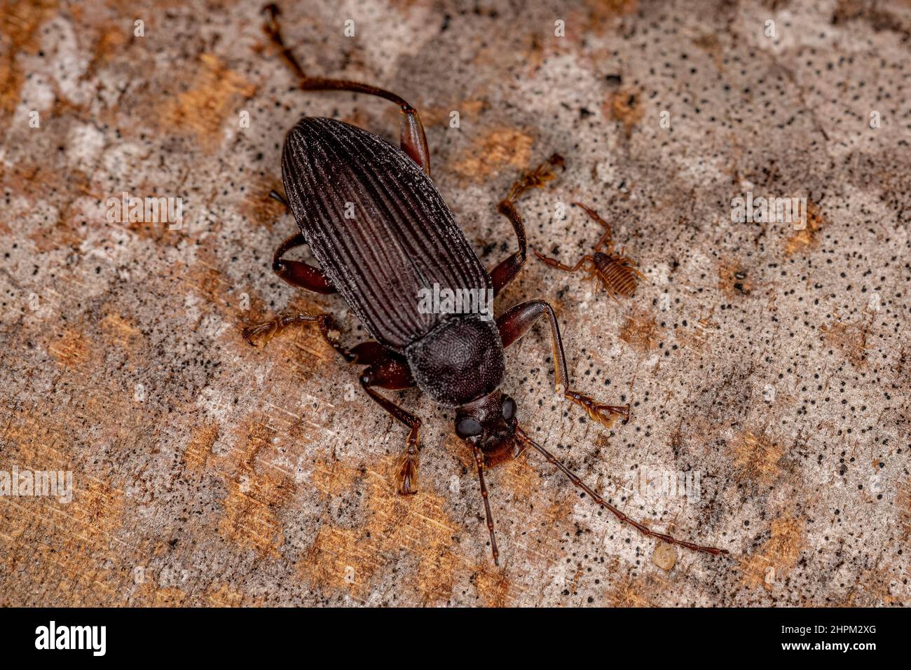 Adult Comb-clawed Darkling Beetle of the Subtribe Xystropodina Stock ...