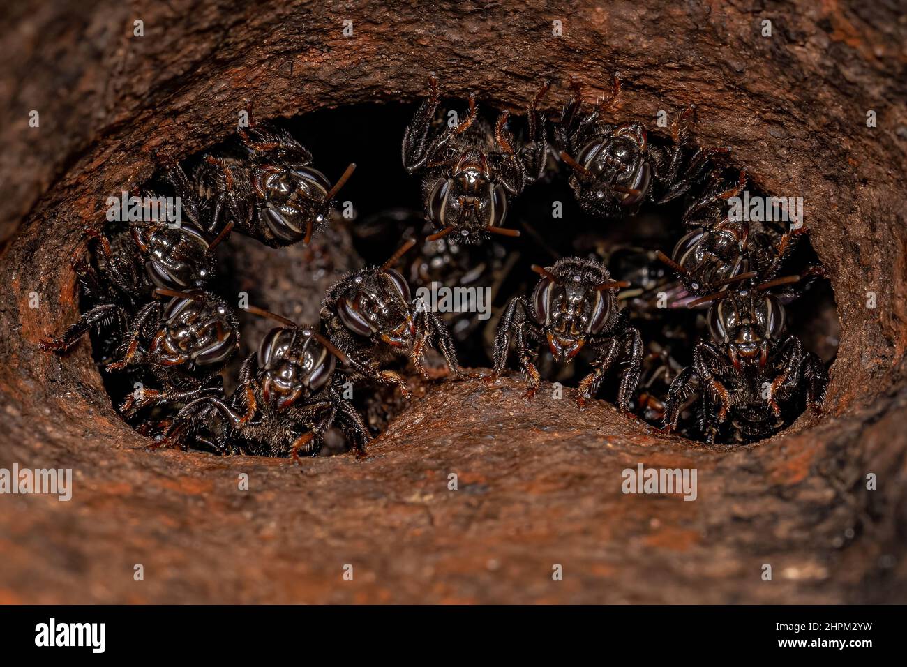 Adult Stingless Bees of the Genus Partamona Stock Photo - Alamy