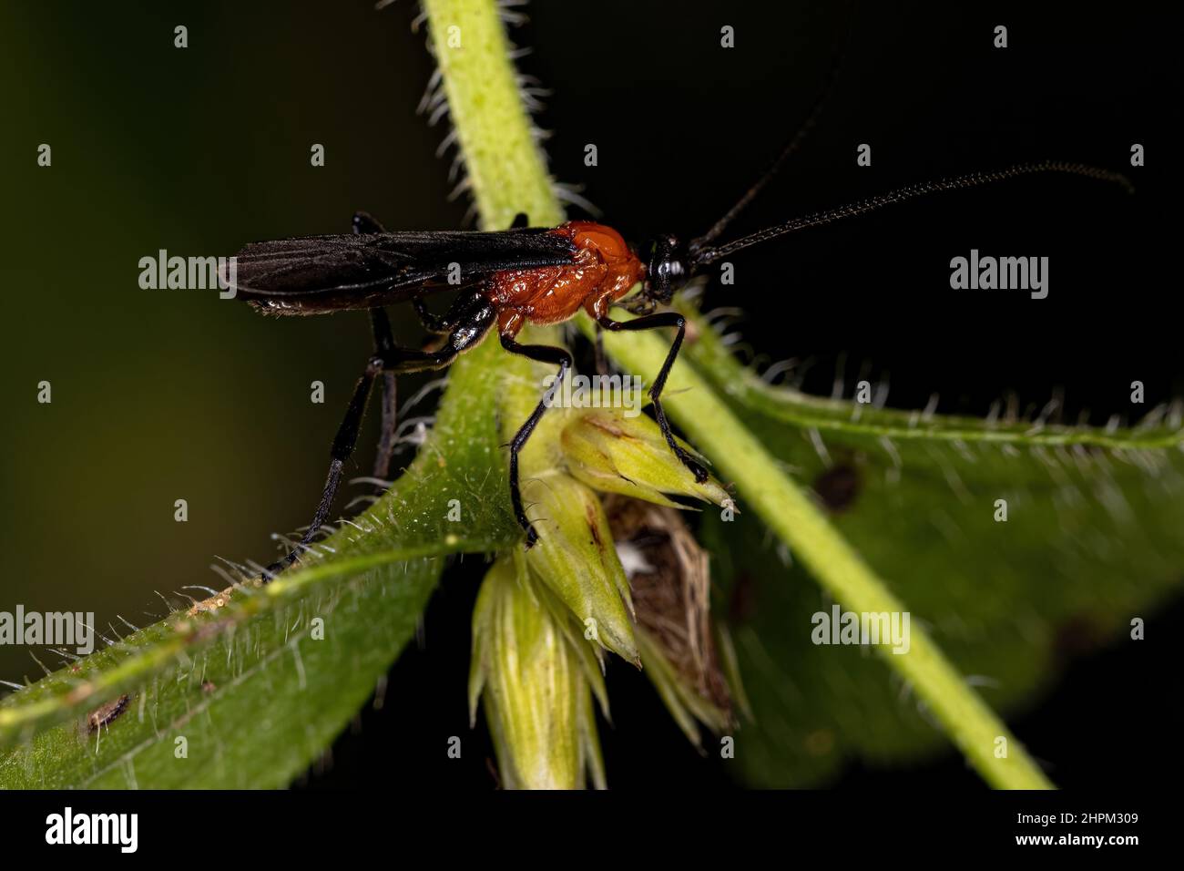 Adult Braconid Wasp of the Family Braconidae Stock Photo - Alamy