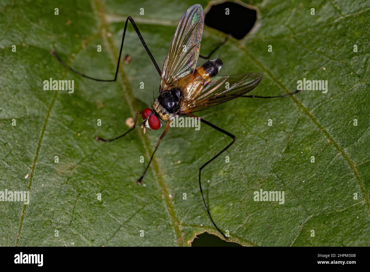 Adult Bristle Fly of the Genus Cholomyia Stock Photo - Alamy