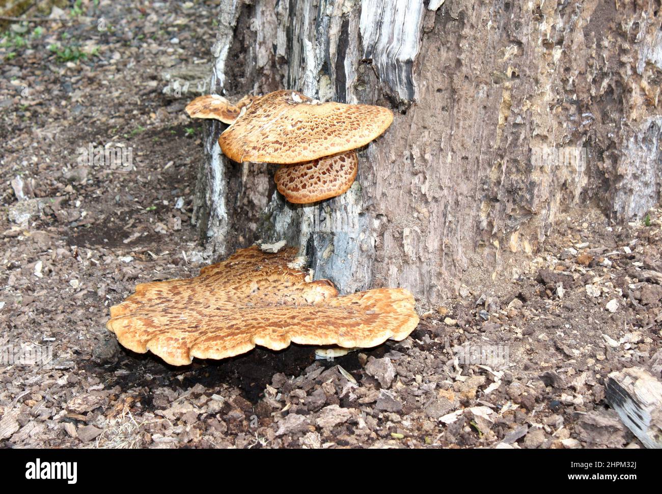 Some Bracket Fungus Growing on a Rotting Tree Trunk Stock Photo - Alamy