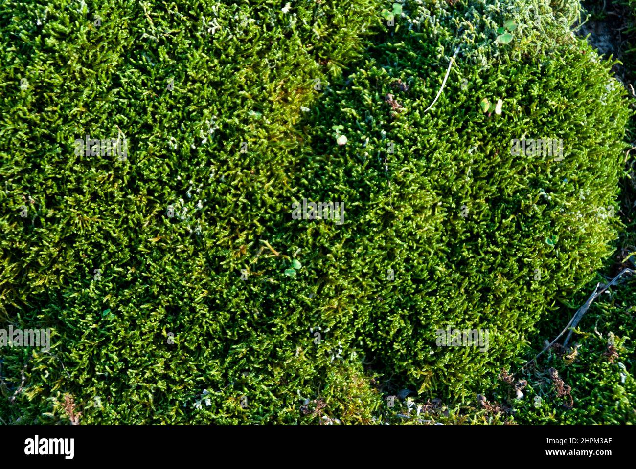 Detail of green moss on stone inside the forest with clean air in ...