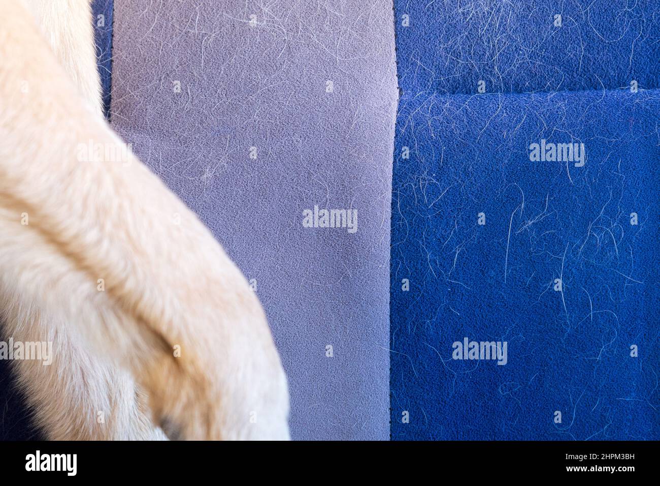 The dog fur on the car seat. Concept of seasonal pet molting Stock ...