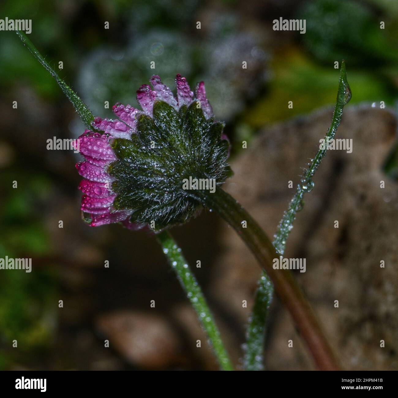 Frozen wildflower hi-res stock photography and images - Alamy