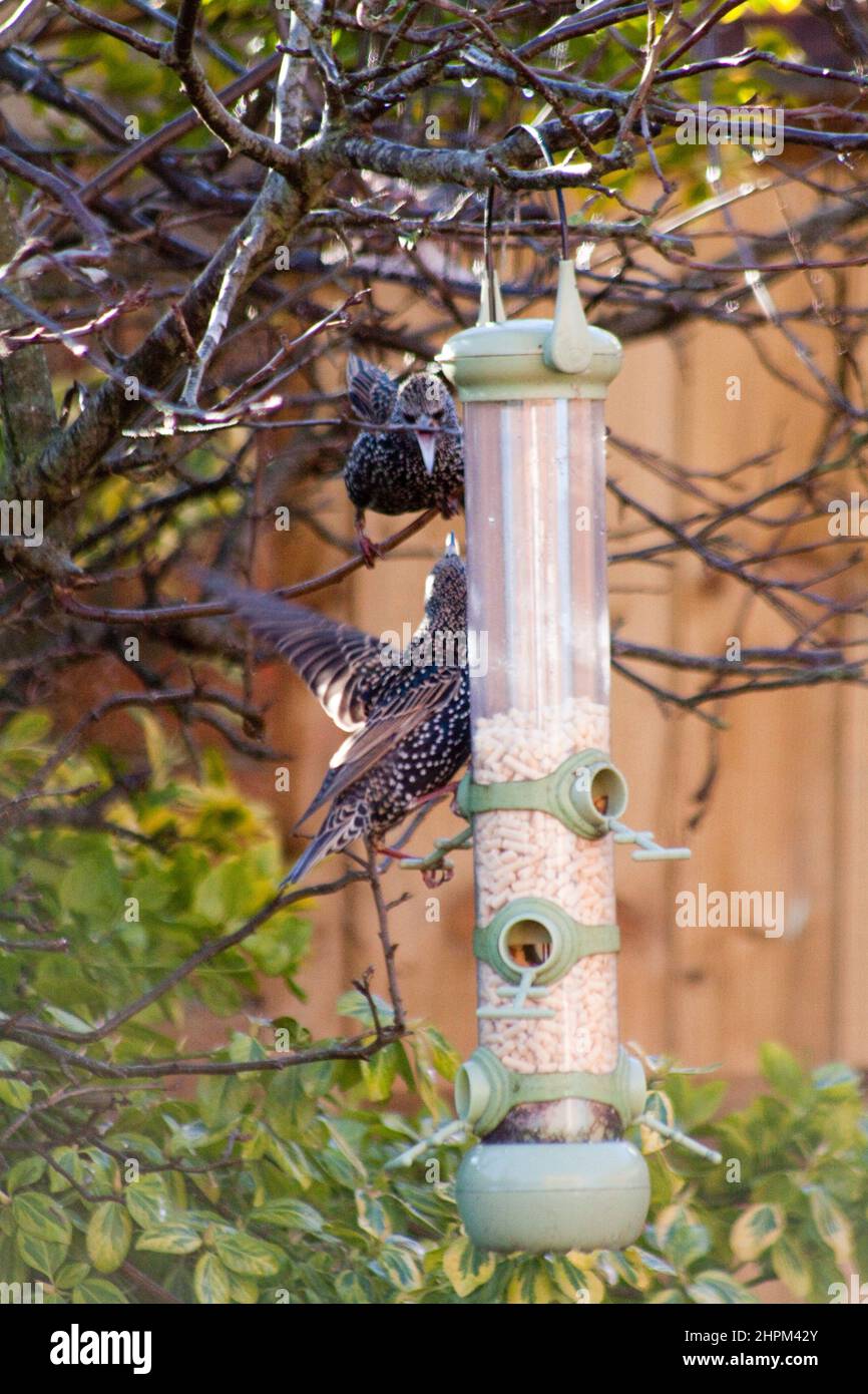 Starlings ( Sturnus vulgaris) disagreeing on who eats first from the ...