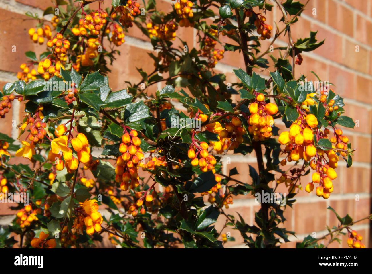 Darwins Barberry (berberis darwinii) in Garden Cotswolds Oxfordshire ...