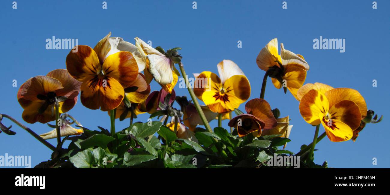 Pansies in Hanging Basket in the Spring Hook Norton Oxfordshire England ...