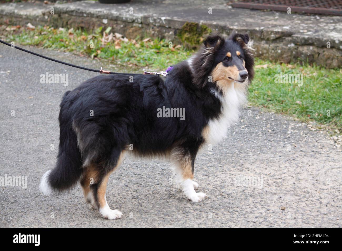 Rough Collie (Lassie) out walking in village Stock Photo - Alamy