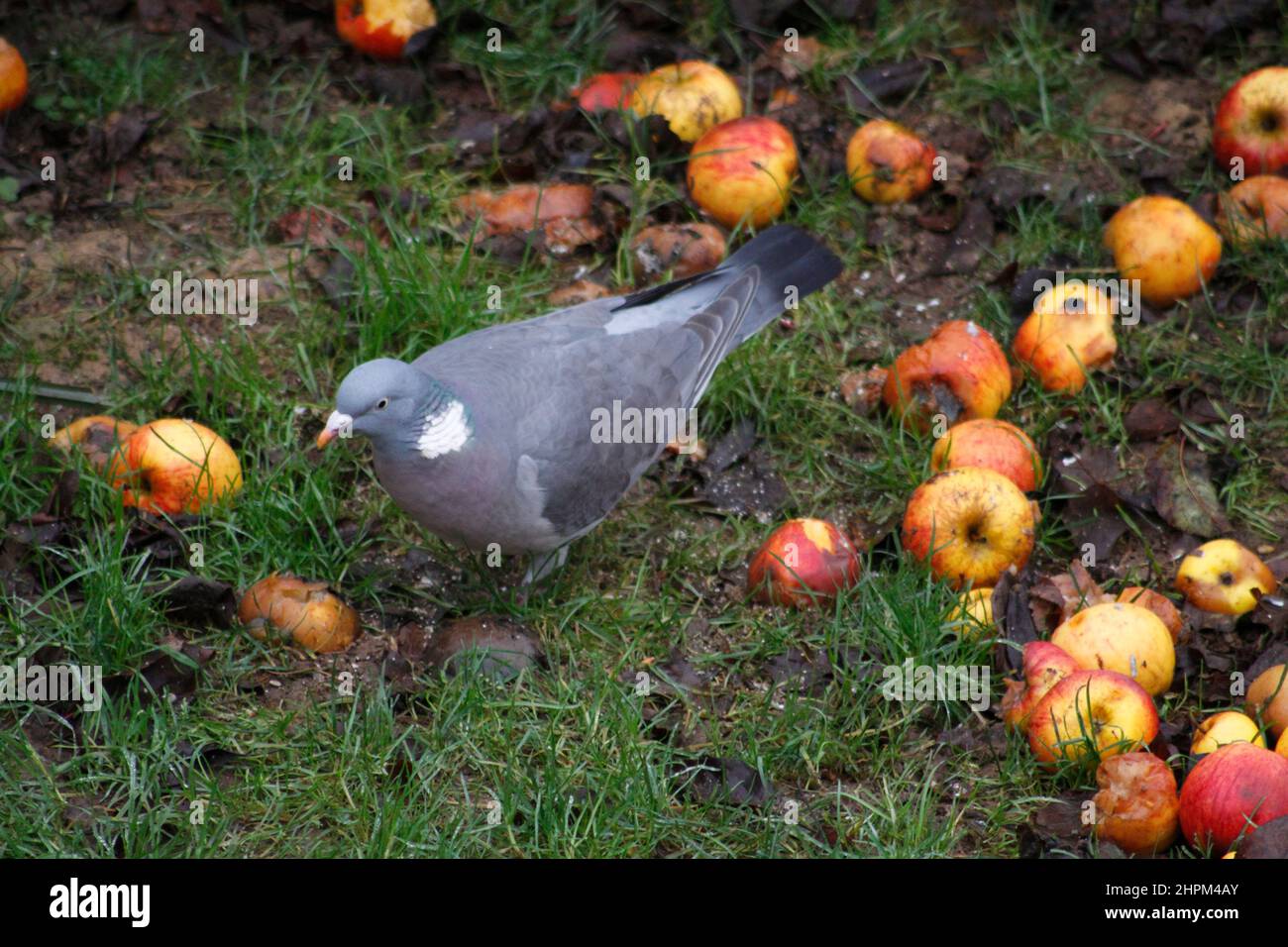 Pigeon eating Apples in the Winter Hook Norton Oxfordshire England uk ...