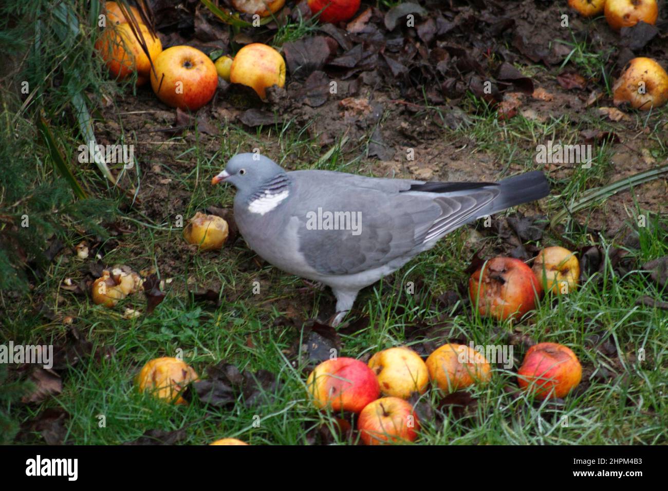 Pigeon eating Apples in the Winter Hook Norton Oxfordshire England uk ...