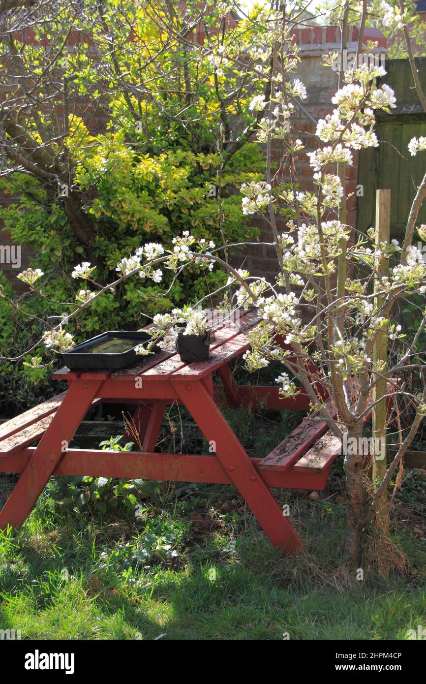 Pear Tree in Blossom in back Garden during Spring Cotswolds Oxfordshire ...