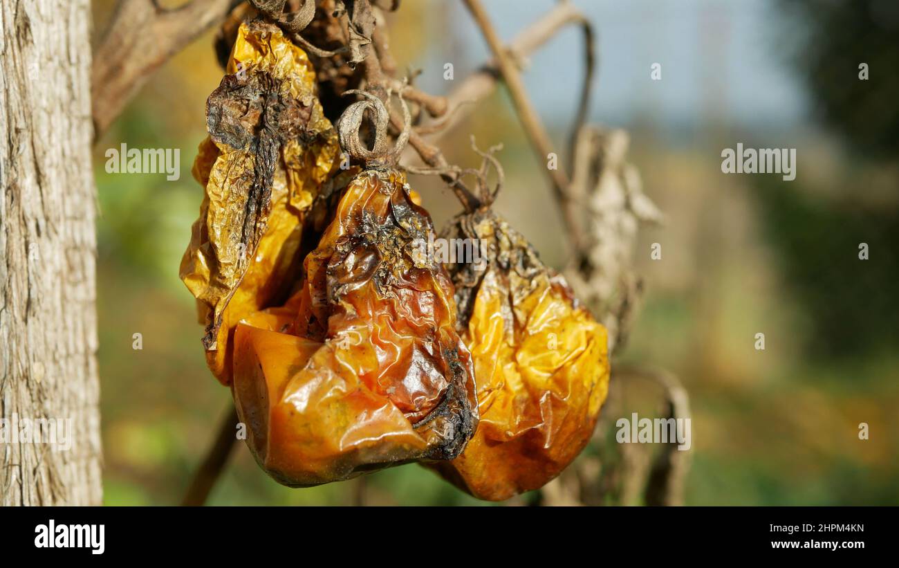 Rotten tomato mold fungi farm farming bio organic rot rust vegetables ...