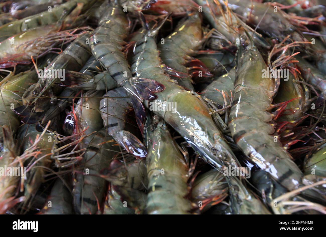 Khulna, Bangladesh - October 08, 2014: Shrimp fish at Paikgacha in ...