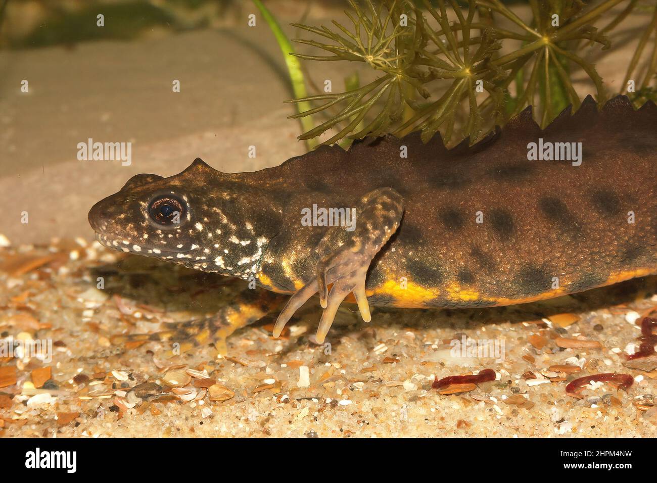 Closeup on an aquatic male Italian crested newt, Triturus carnifex ...