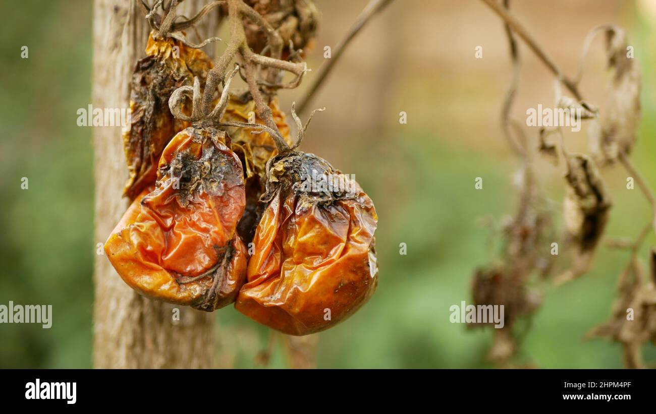 Rotten tomato mold fungi farm farming bio organic rot rust vegetables ...
