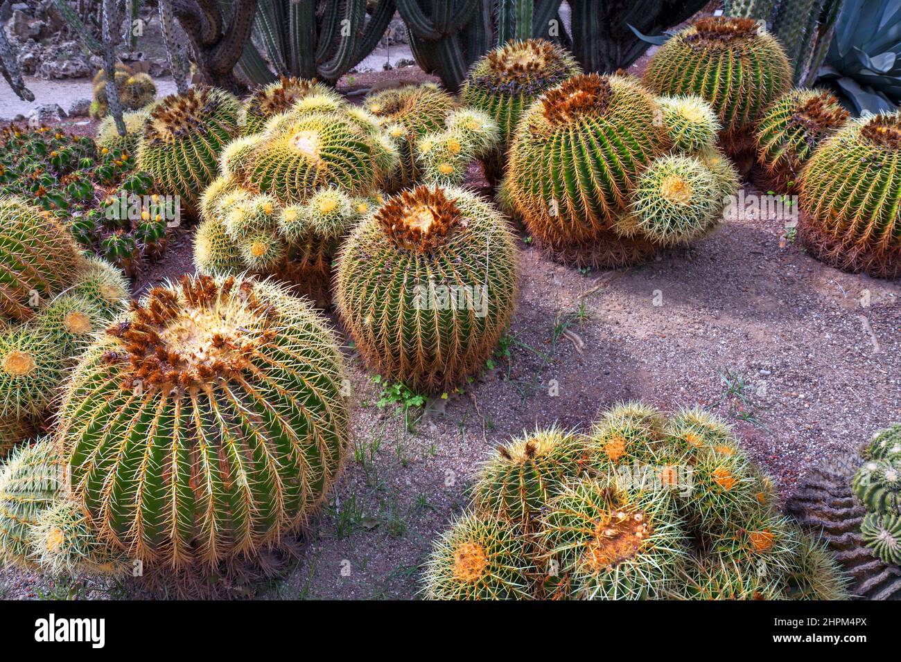 Botanical gardens of Valencia, Spain Stock Photo - Alamy