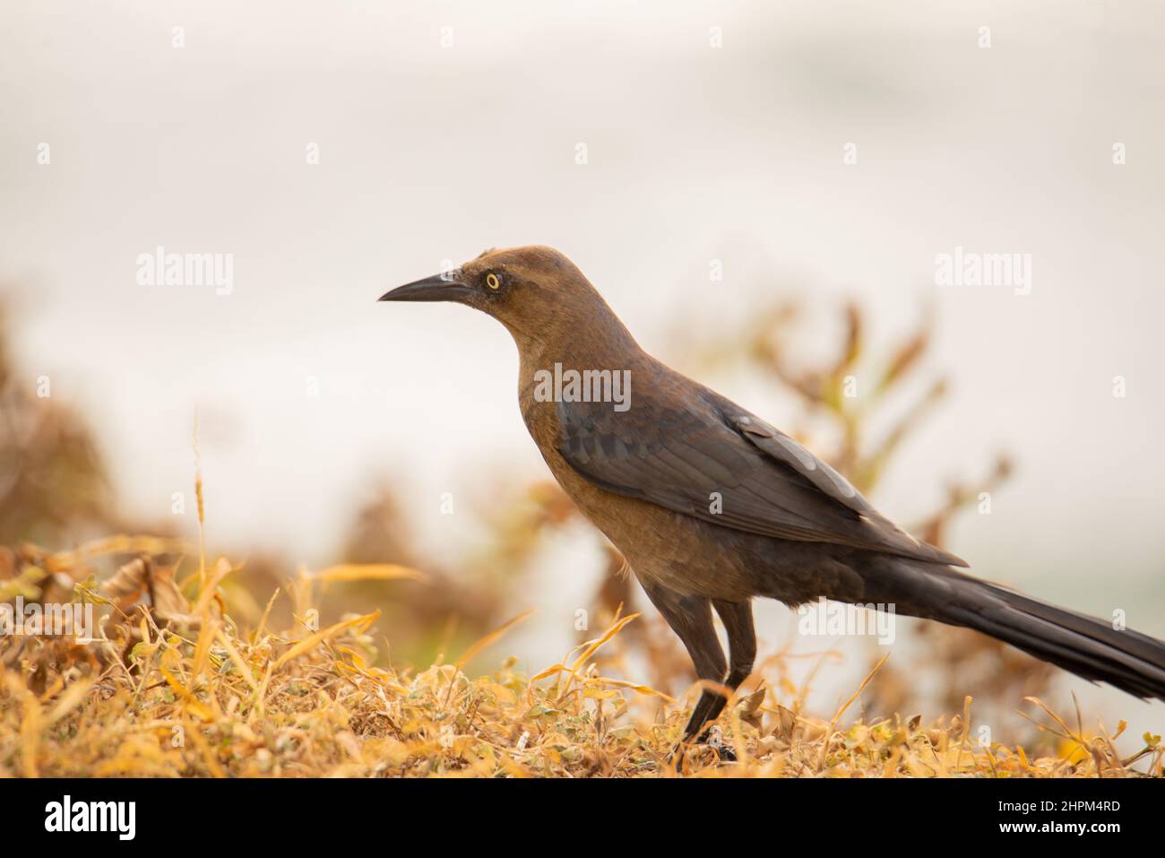 Mexican grackles hi-res stock photography and images - Alamy