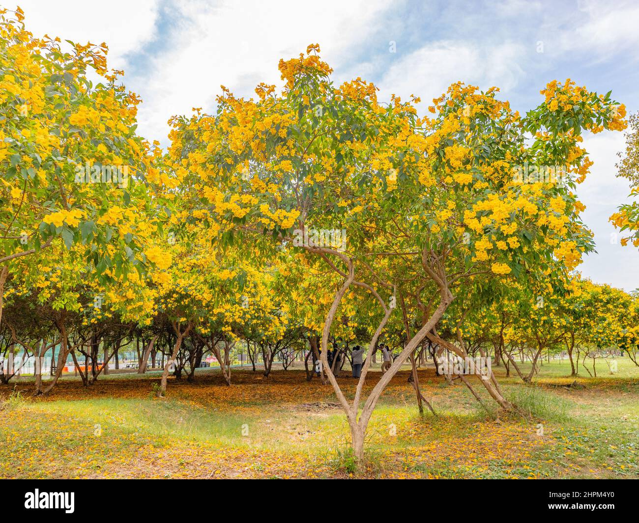 Bright Yellow Trees in Bangkok Stock Photo - Alamy
