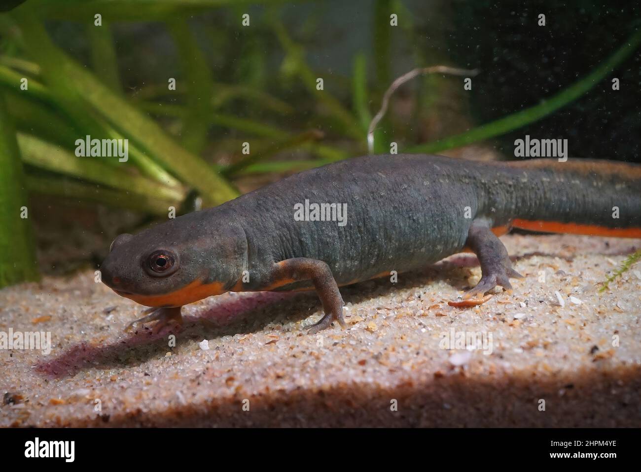 Closeup on an aquatic female of the Chinese endangered Fuding fire ...