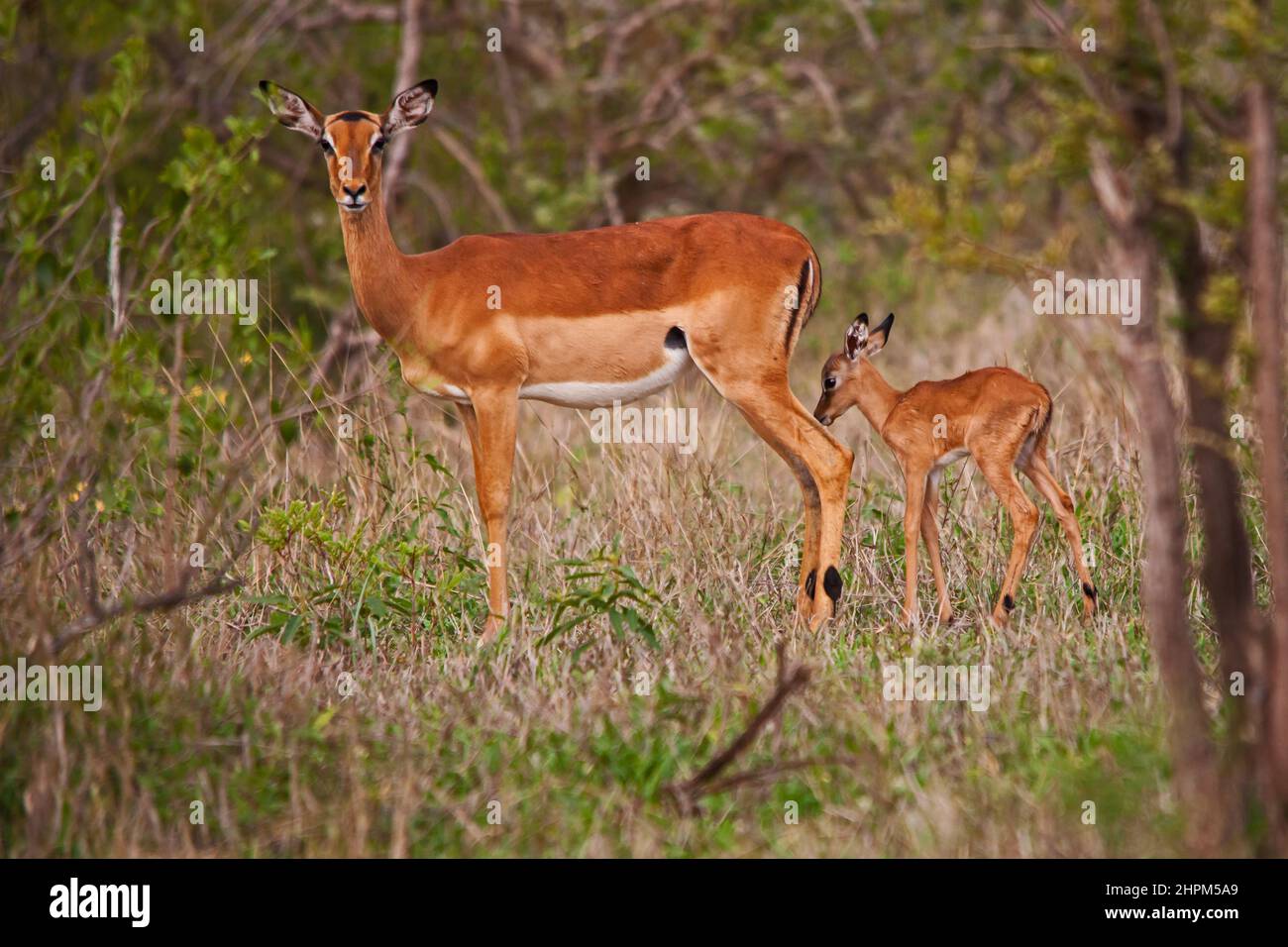 Impala ewe (Aepyceros melampus) with lamb 14793 Stock Photo - Alamy