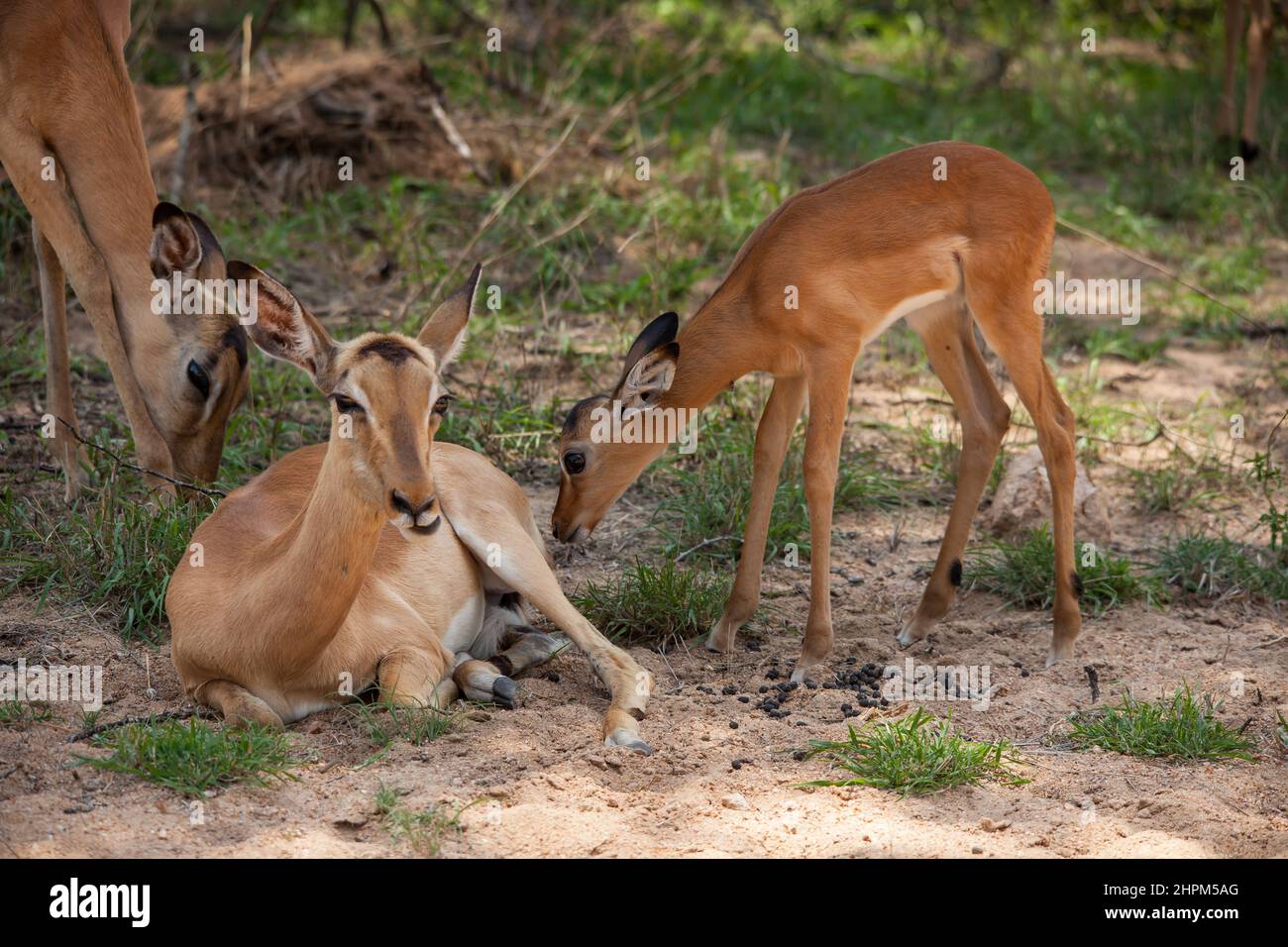 Ewe and lamb south africa hi-res stock photography and images - Alamy