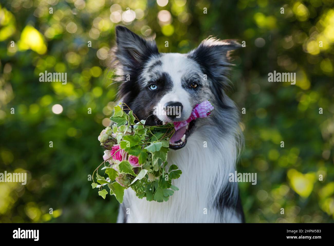 Border collie with flower bouquet Stock Photo - Alamy