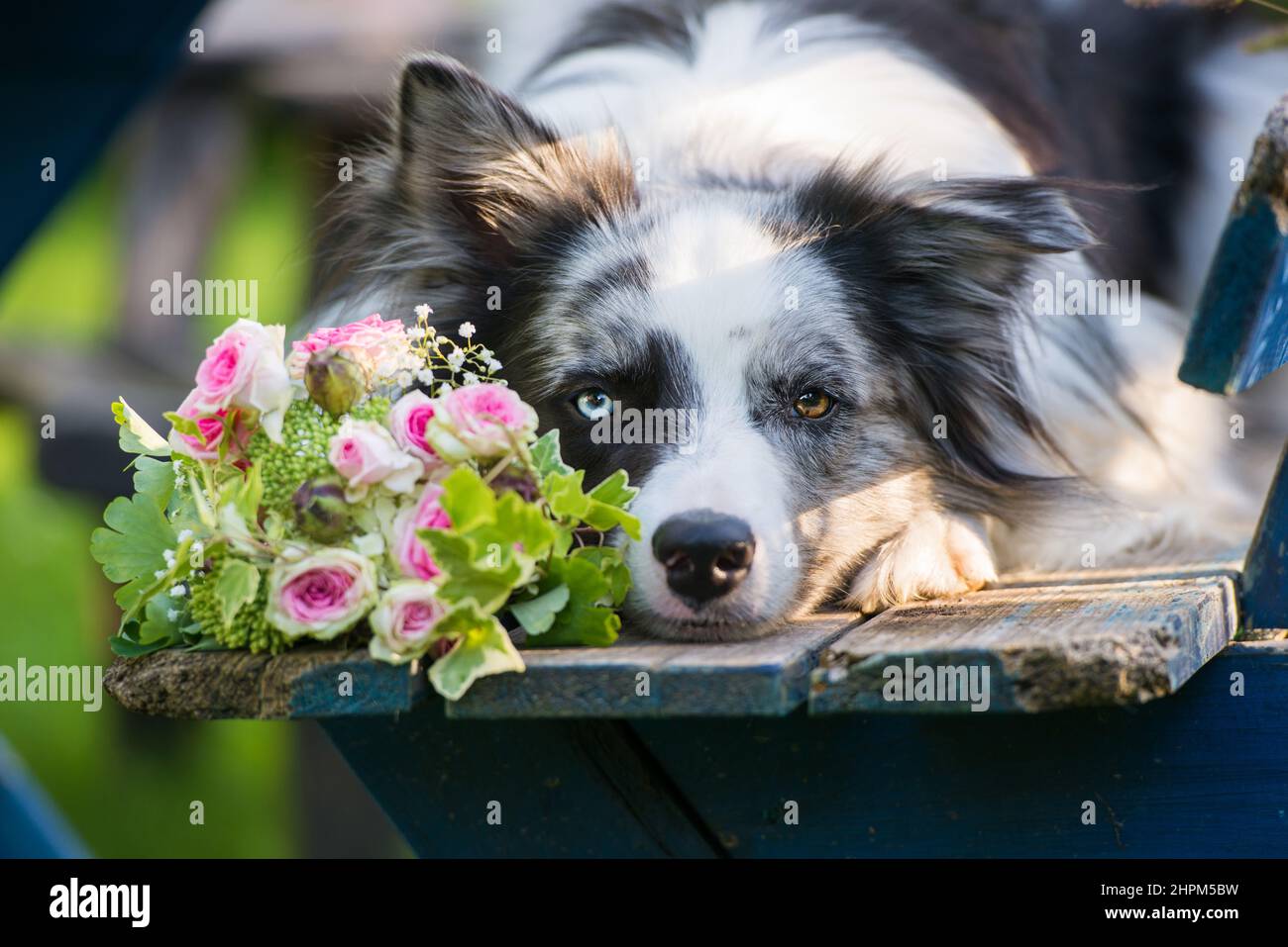Border collie with flower bouquet Stock Photo - Alamy