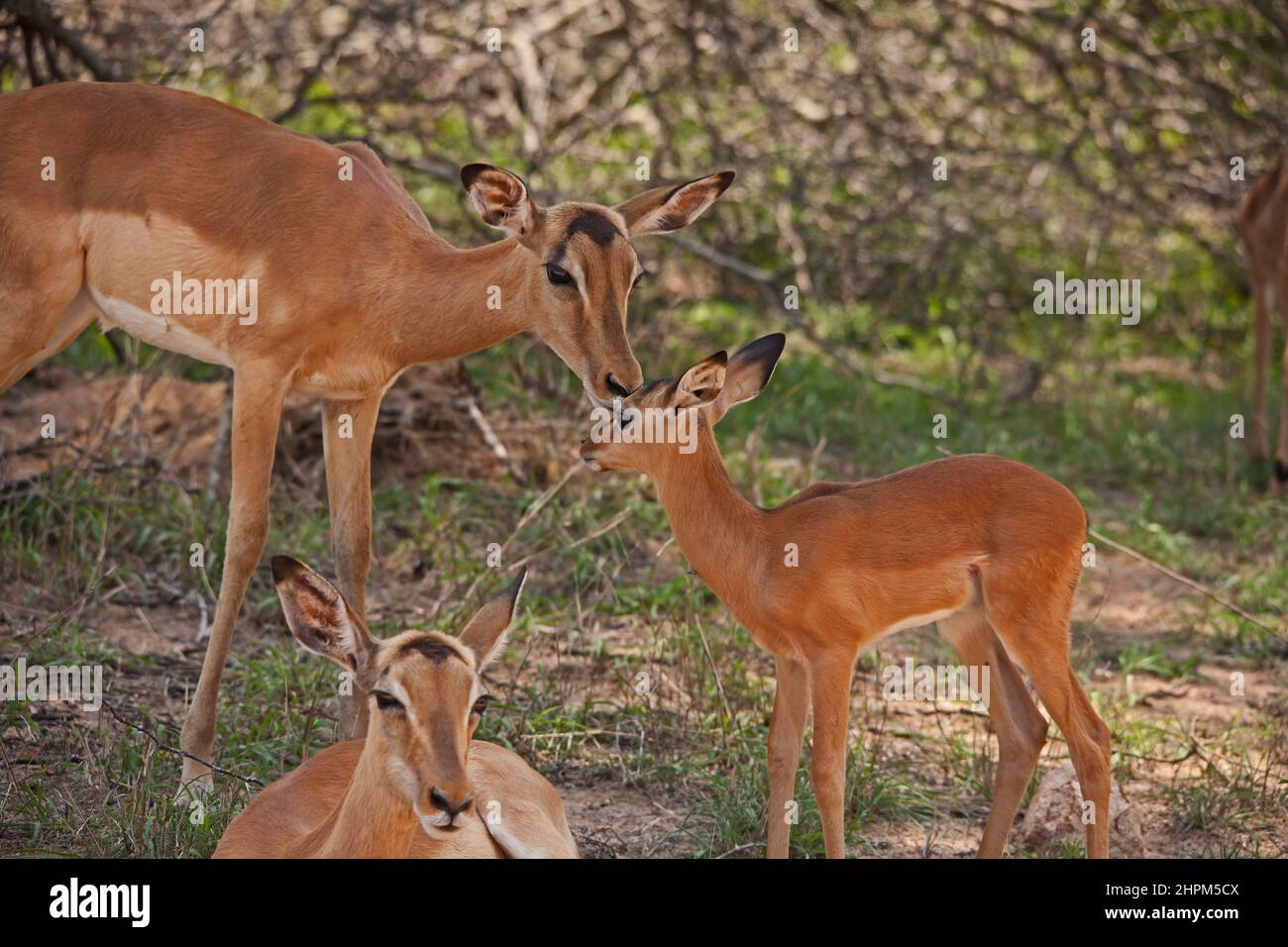 Ewe and lamb south africa hi-res stock photography and images - Alamy